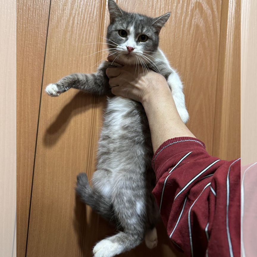 Кошечка Мышка в дар