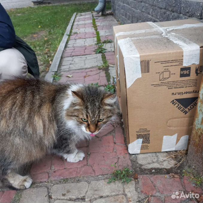 Бездомная уличная кошка