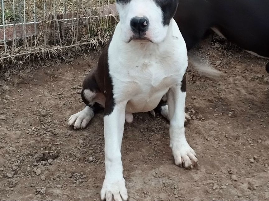 Стаффордширский терьер. Мальчик