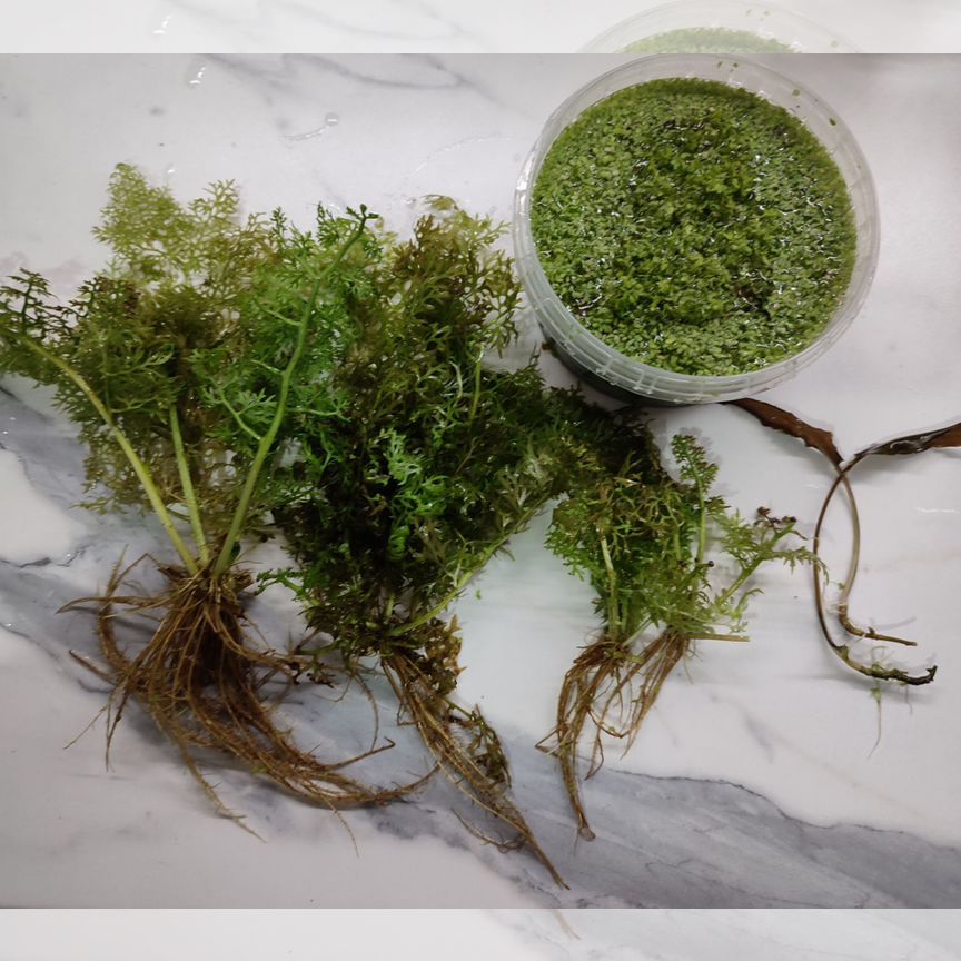 Аквариумные растения и ряска бесплатно