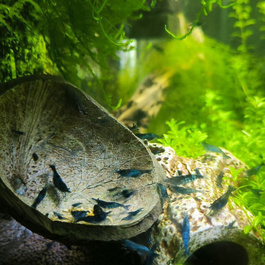 Креветки Блю дрим, черри(вишня)