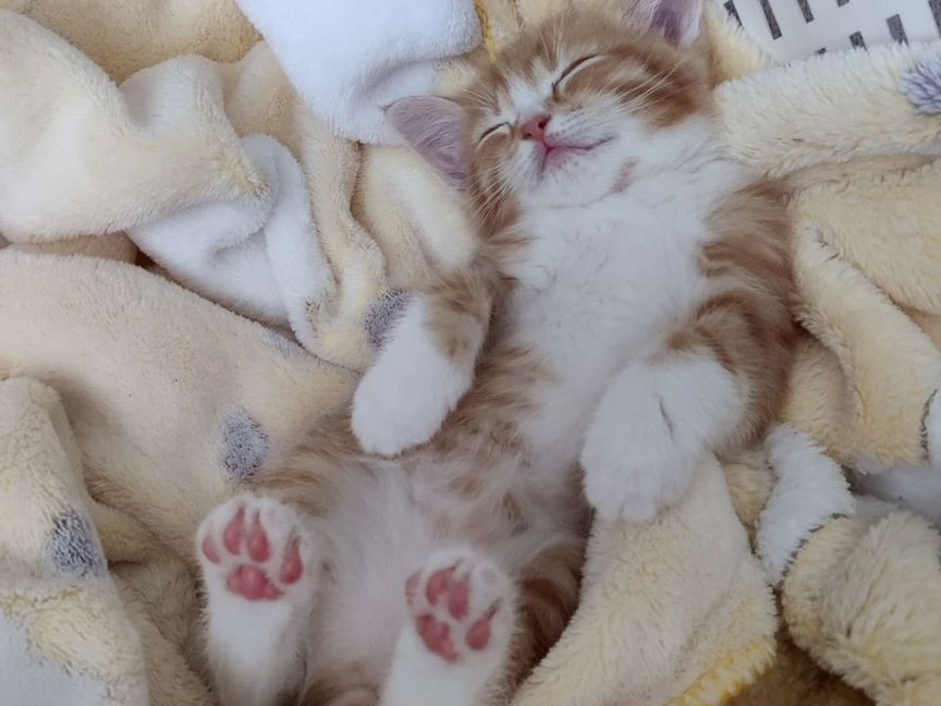 Котенок рыжий в дар