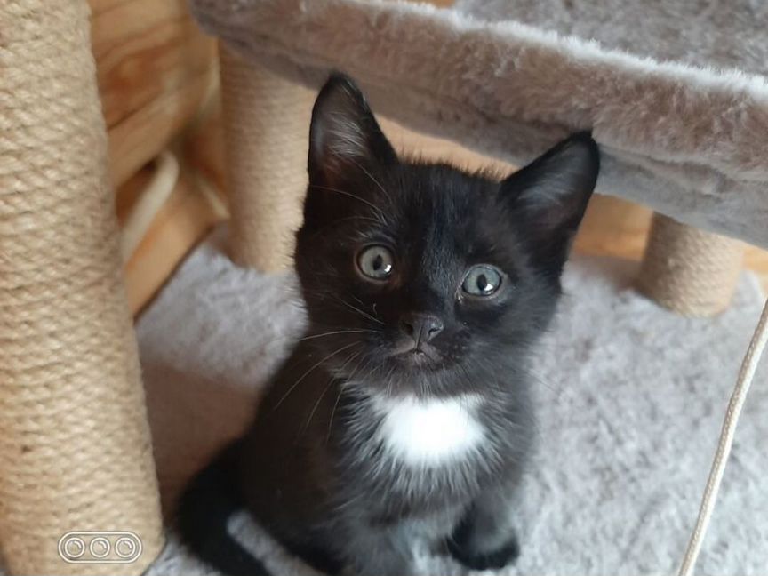 Котенок в добрые руки