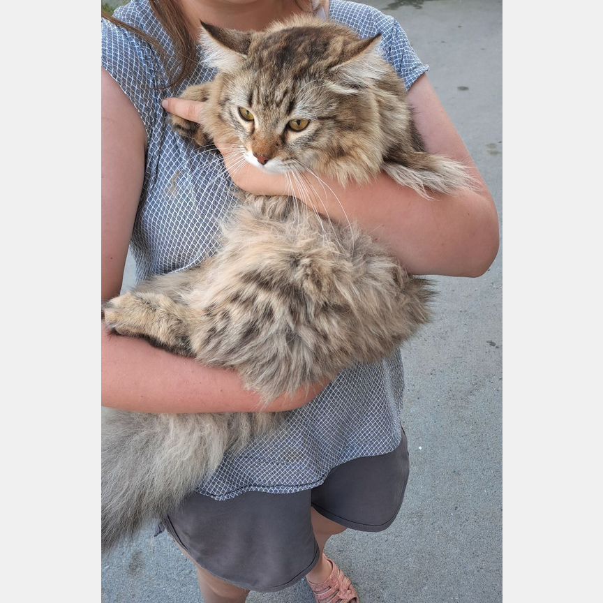 Кошка