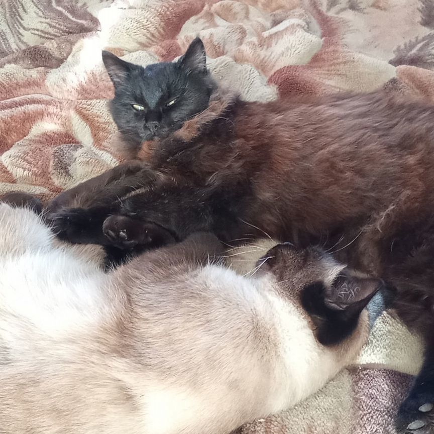 Отдам молодого котика