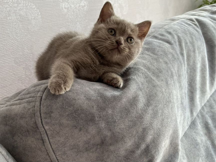 Британская девочка