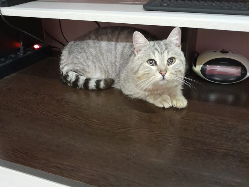 Крупный кот ищет дом, живёт в клетке