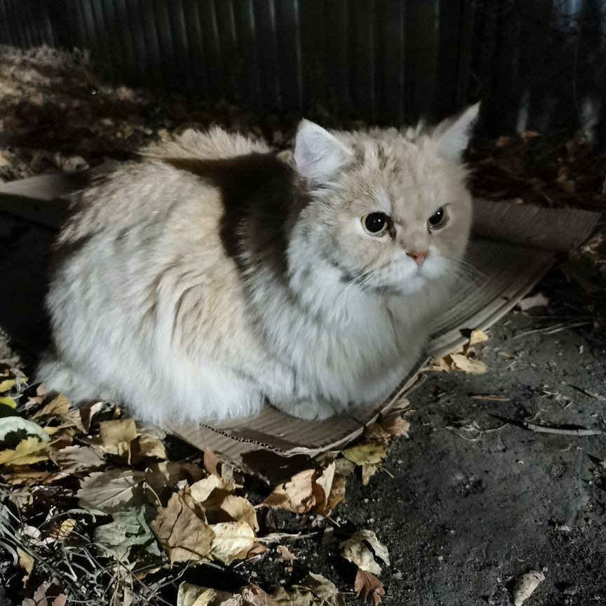 Кошка найдена, савеловский район