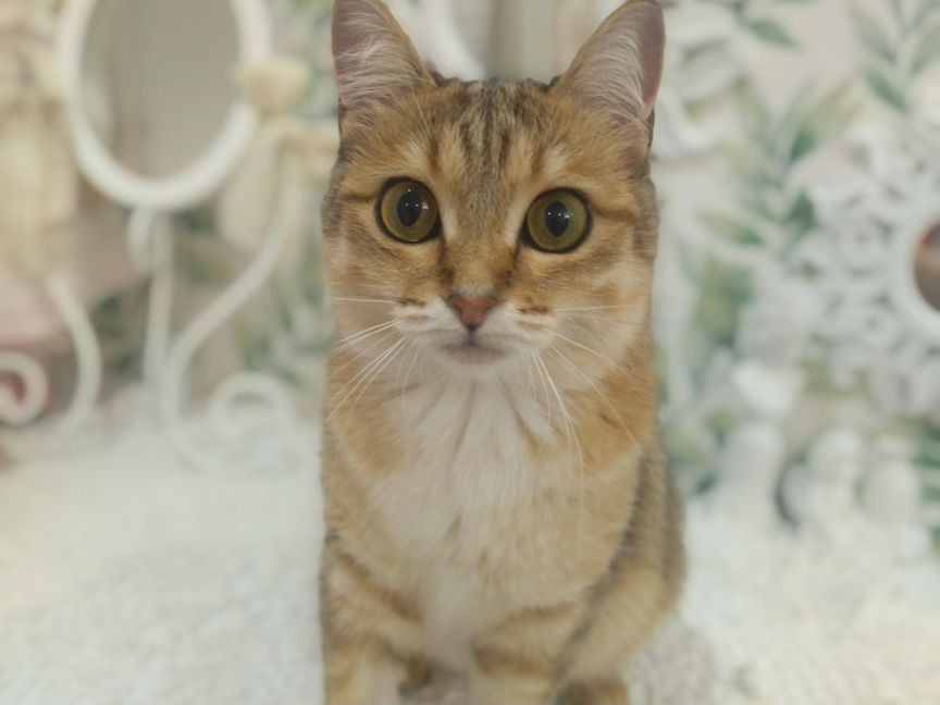 Кошечка Шери