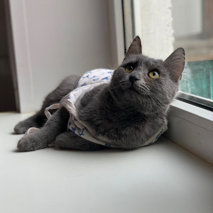 Кошка русско голубая, котенок