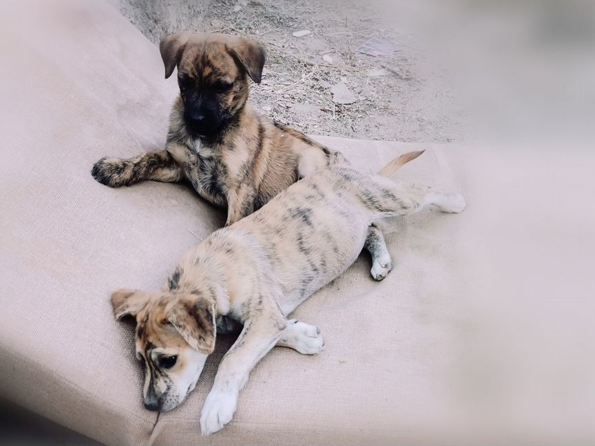 Белла и Полли ищут дом и любящих хозяев