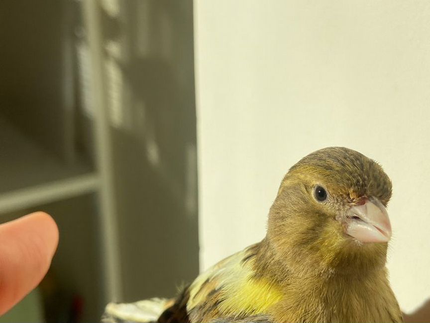 Канарейки Файф Фенси самки