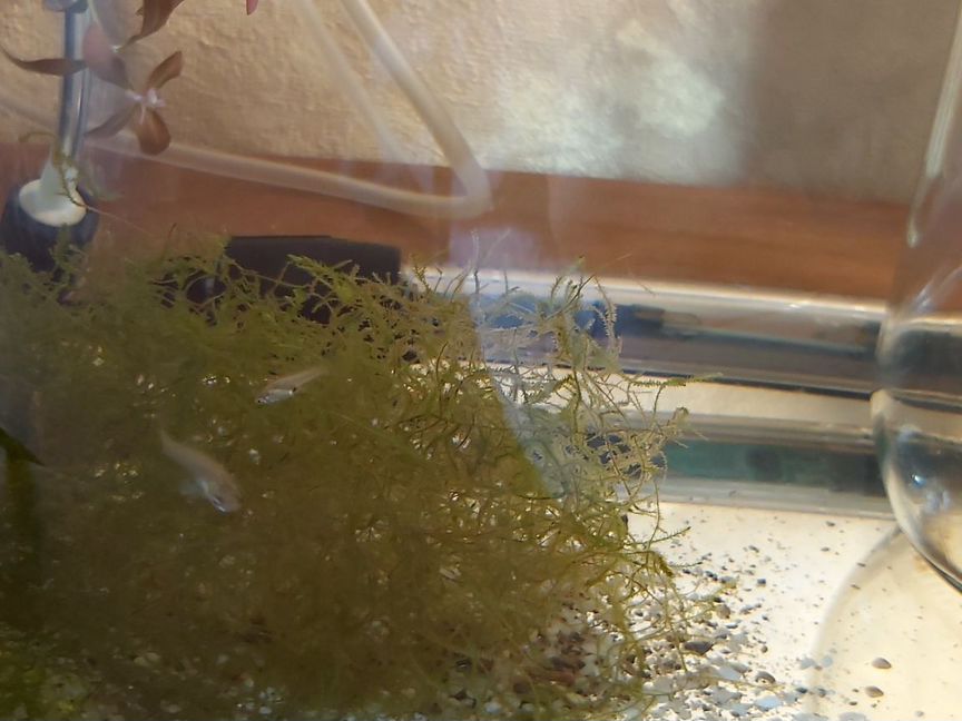 Отдам бесплатно,гуппи