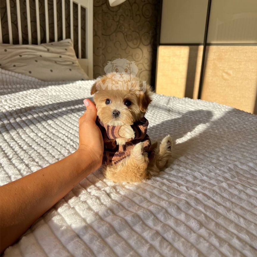 Мальтипу F1 мальчик