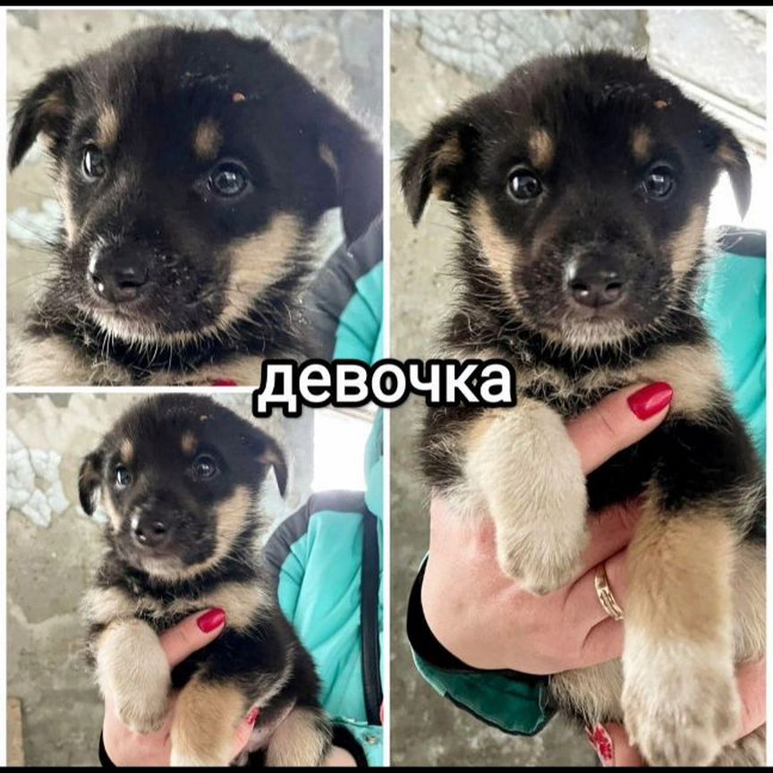 Щенки замерзают на улице