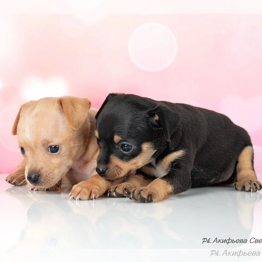 Русский той-терьер, щенок