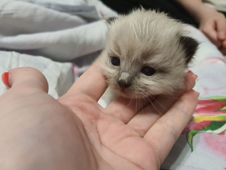 Тайские котята