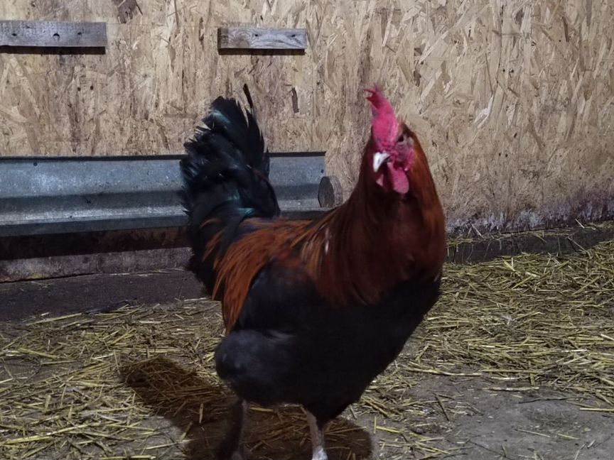 Петух маран черно медный