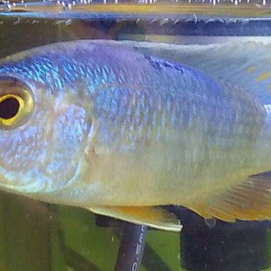 Хаплохромис васильковый Джексона