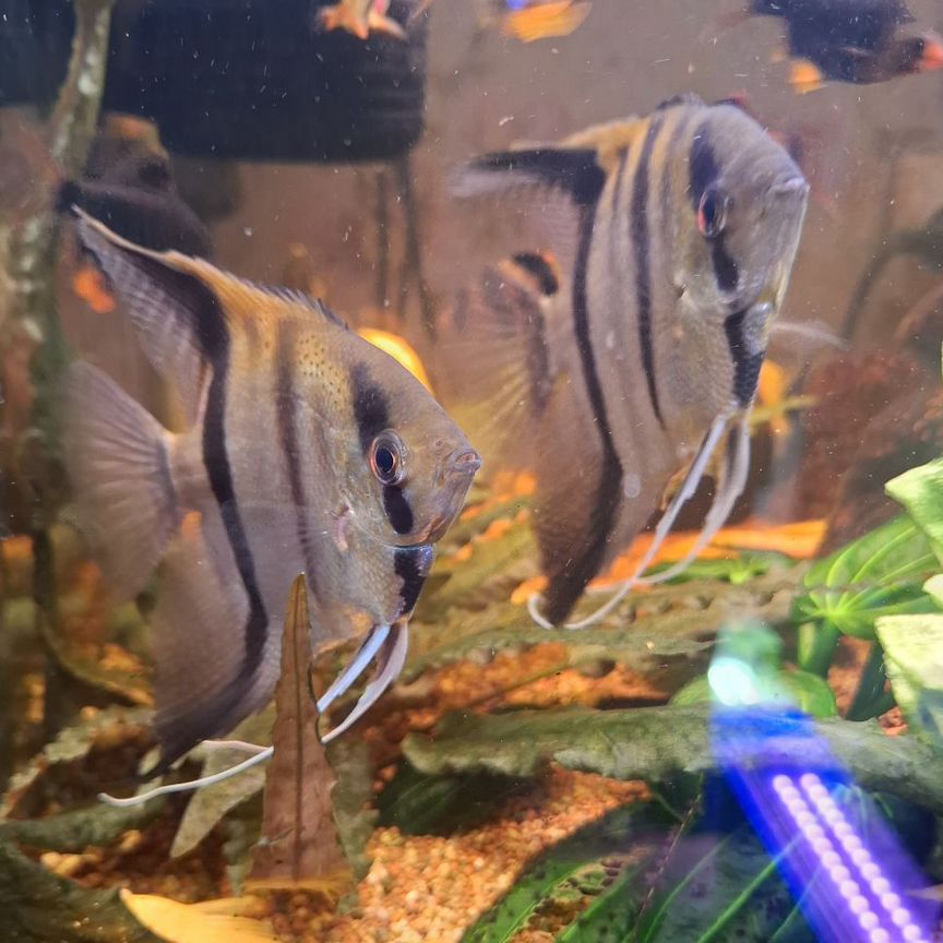 Продам 3 пары