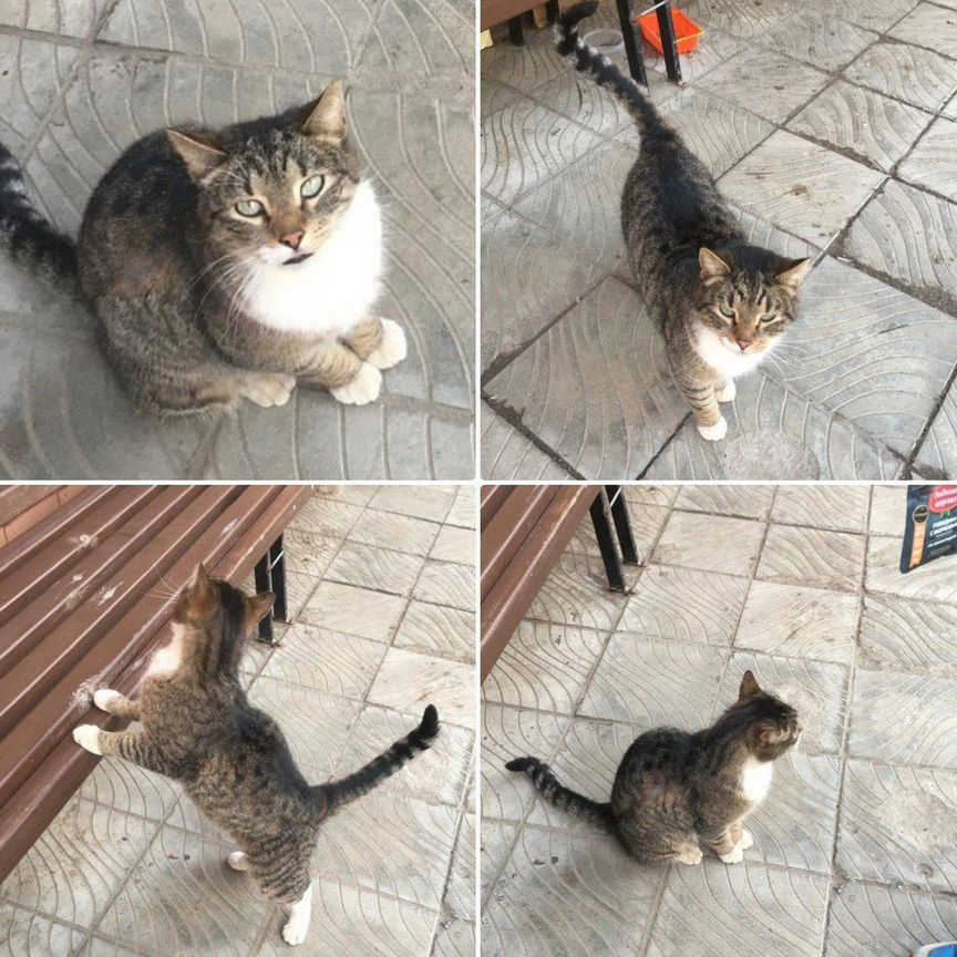 Котик Шпротик