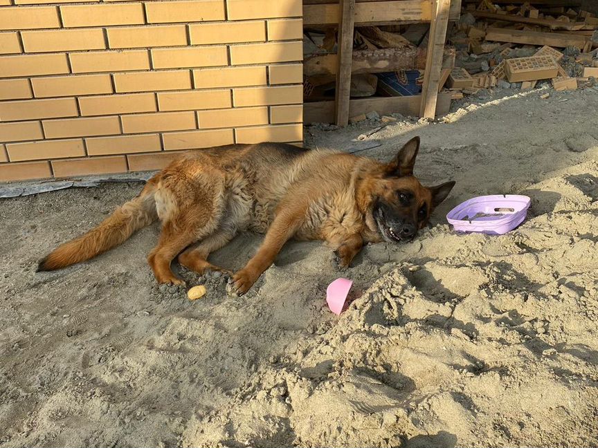 Немецкая овчарка