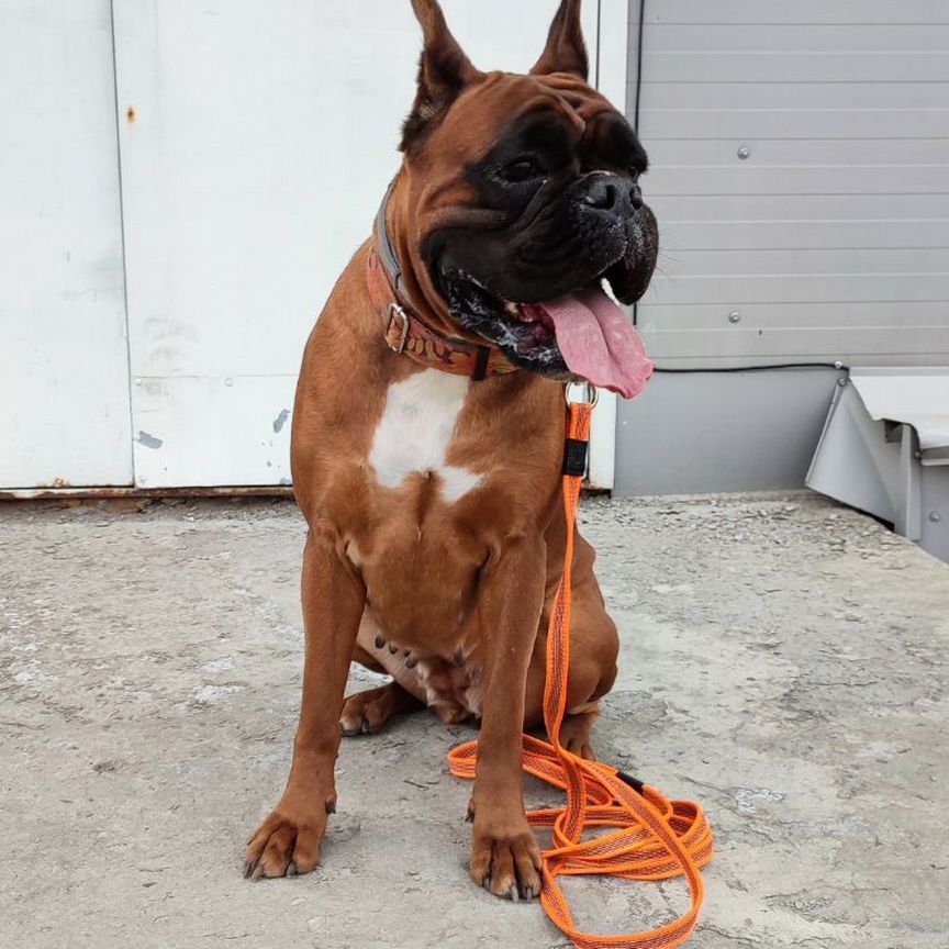 Боксерятки