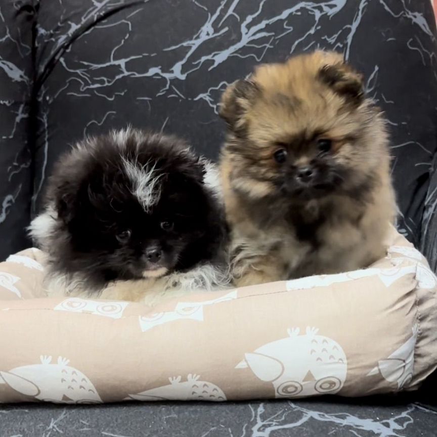 Малыши шпиц