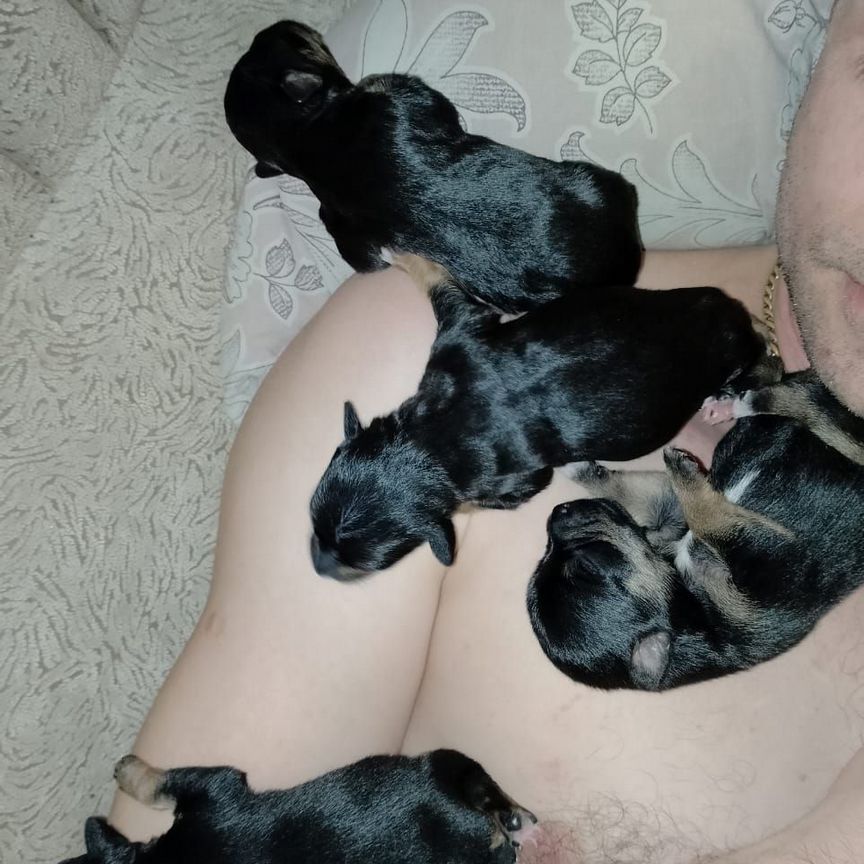 Продам щенков пинчера