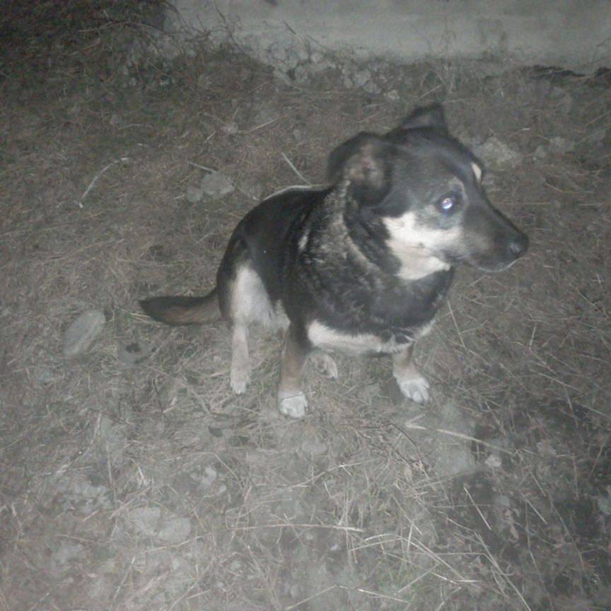Собачка