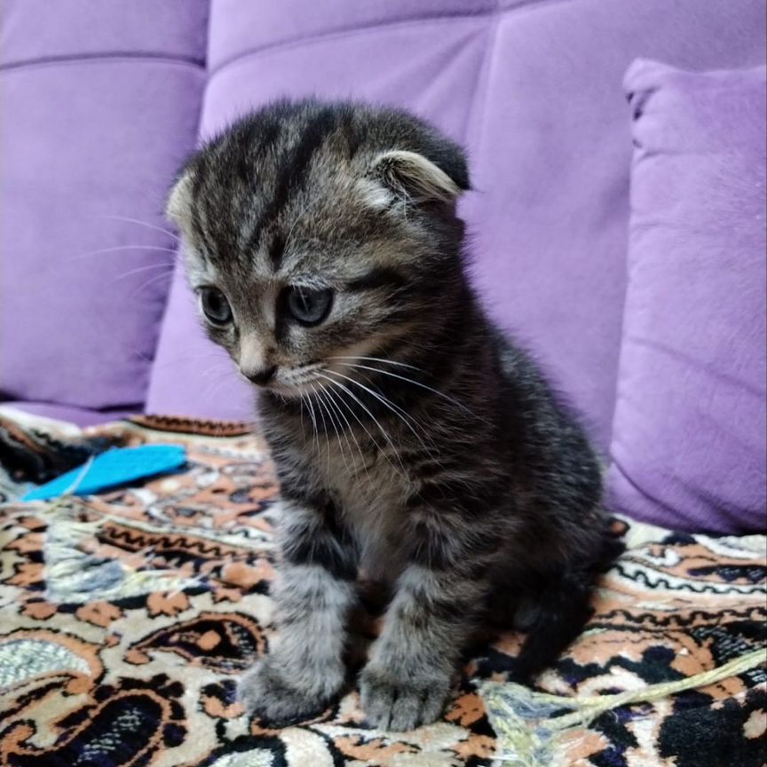 Вислоухий котёнок мальчик