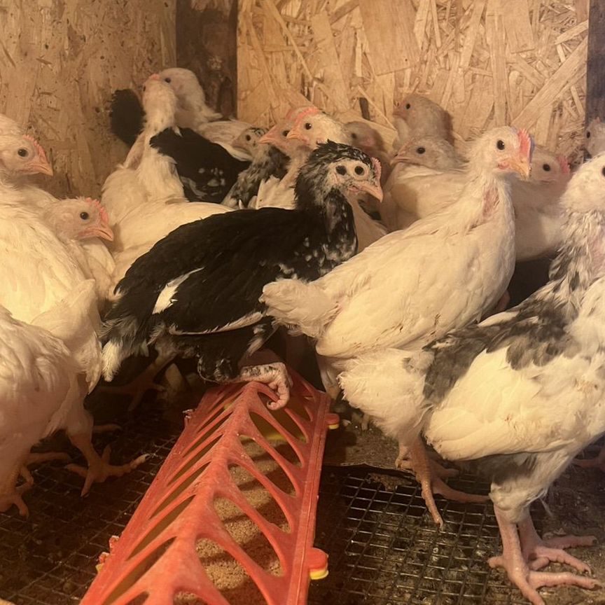 Цыплята несушки 1 месяц