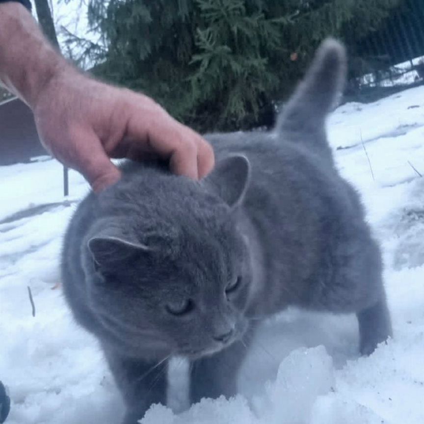 Замечательная девочка кошечка ищет семью