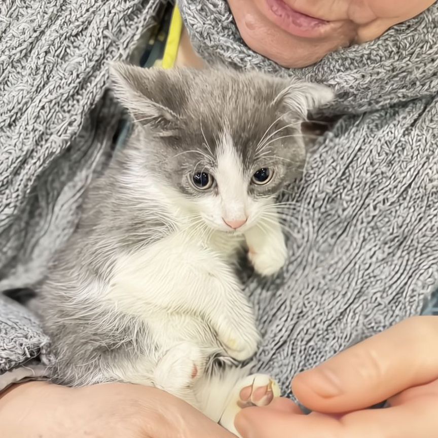 Котёнок в добрые руки