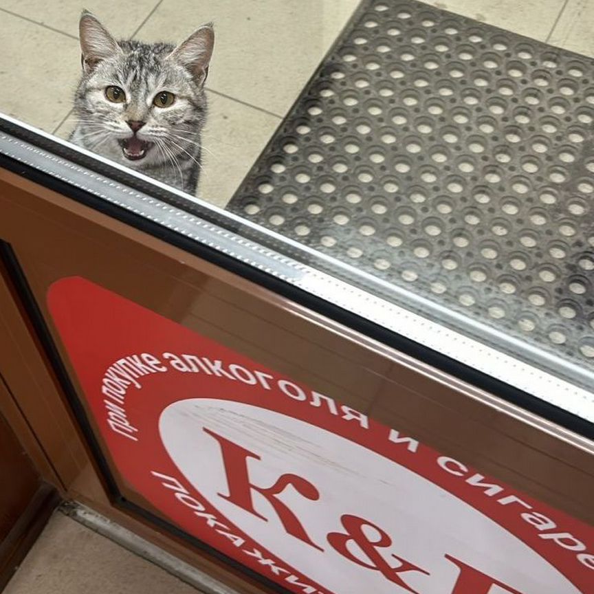 Невероятно красивая кошечка ищет дом