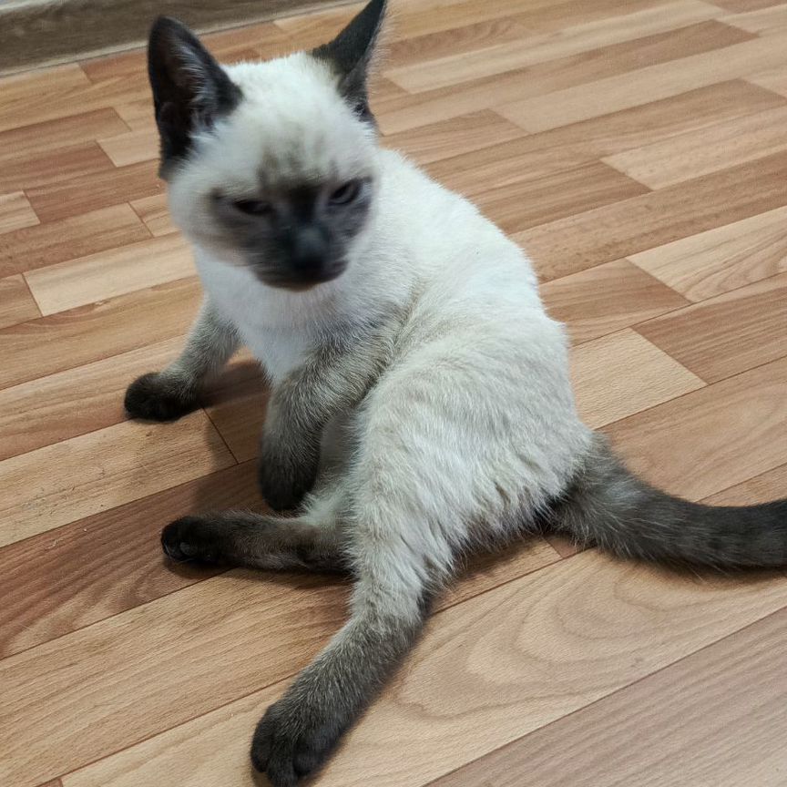 Кошка