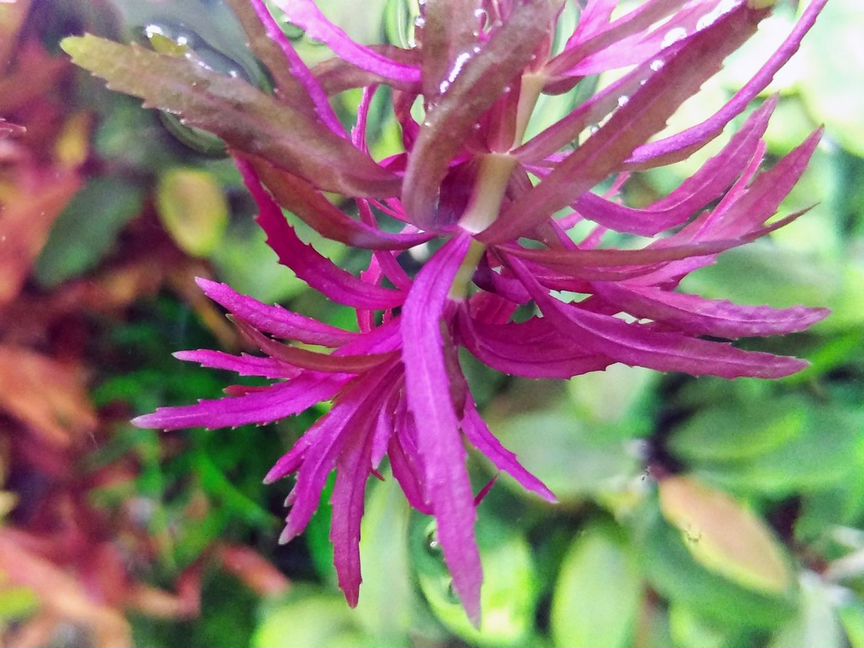 Буцефаландра и Лимнофила ароматика