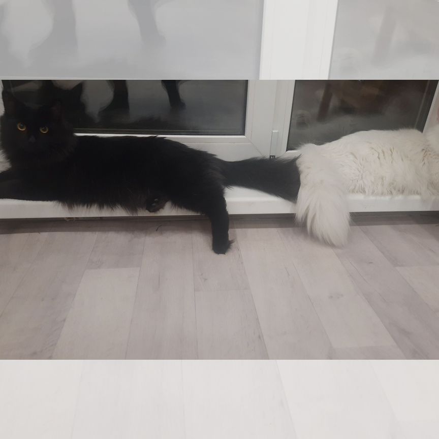 Мейн-кун, взрослый кот