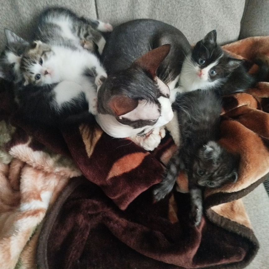 Котята в добрые руки приучены к лотку