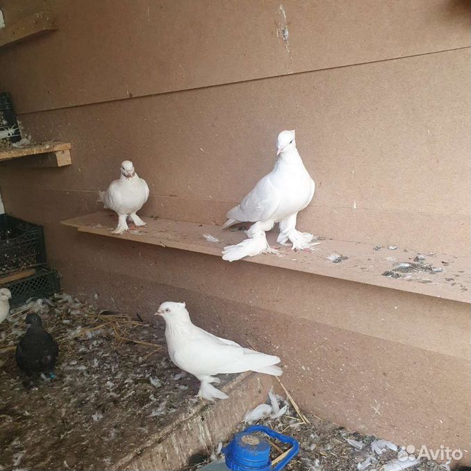Прадам андижанских голубей