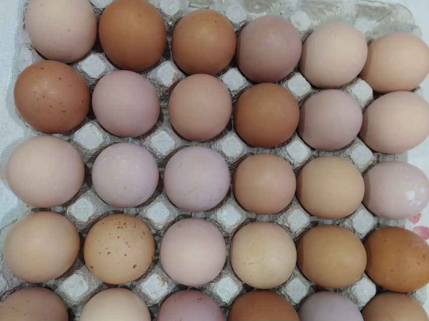Инкубационное яйцо кур Мясо-яичной породы