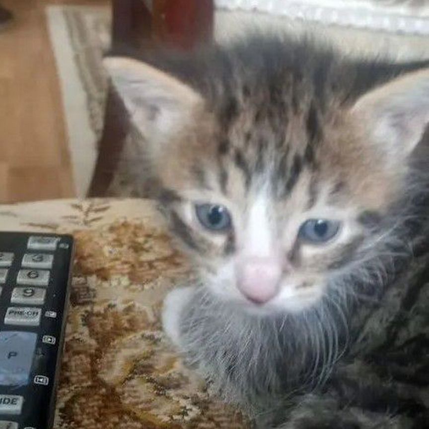 Котёнок в добрые руки