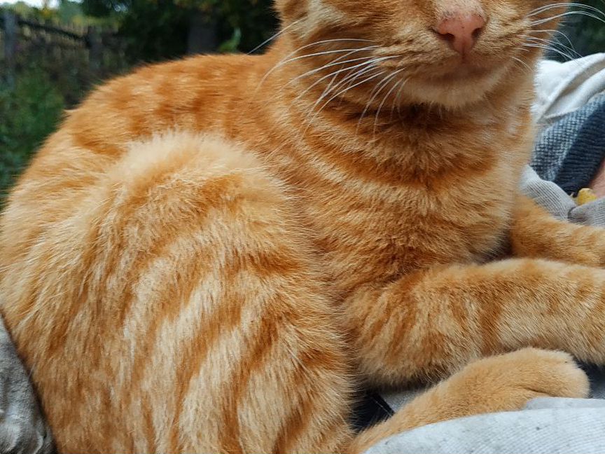 Рыжий котик ищет дом