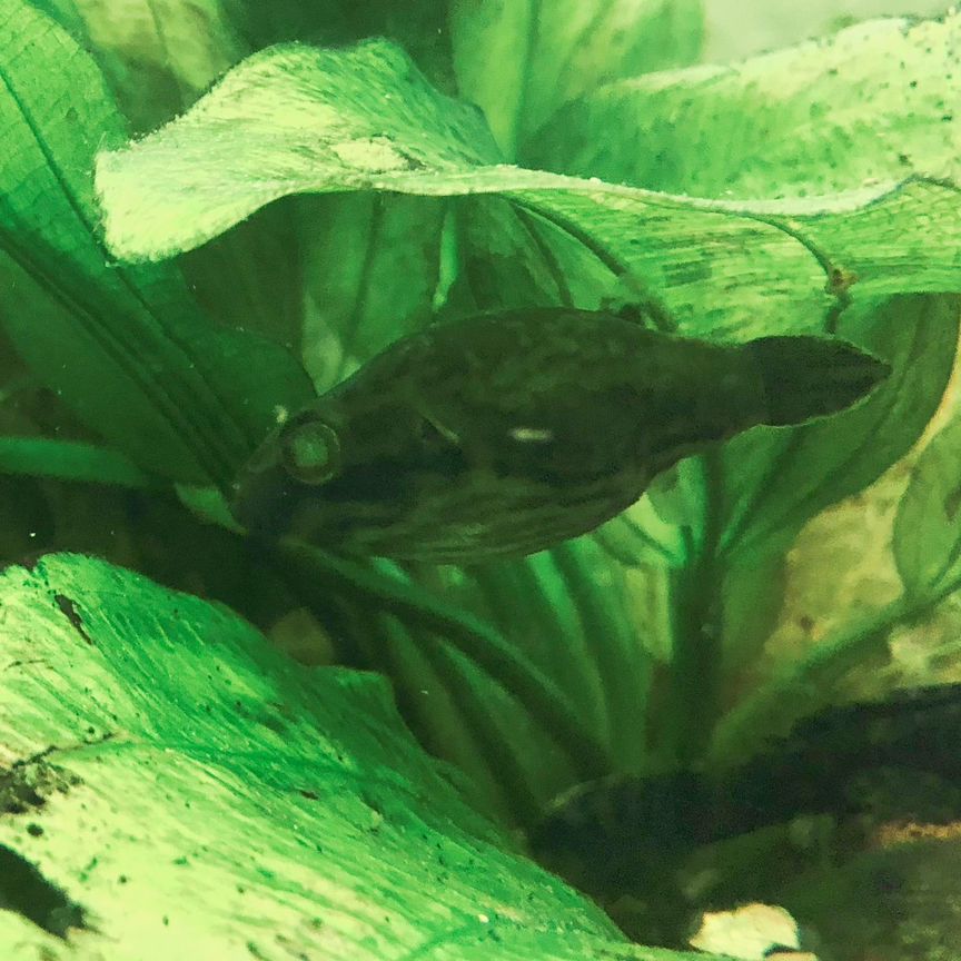 Тетрадон красноглазый