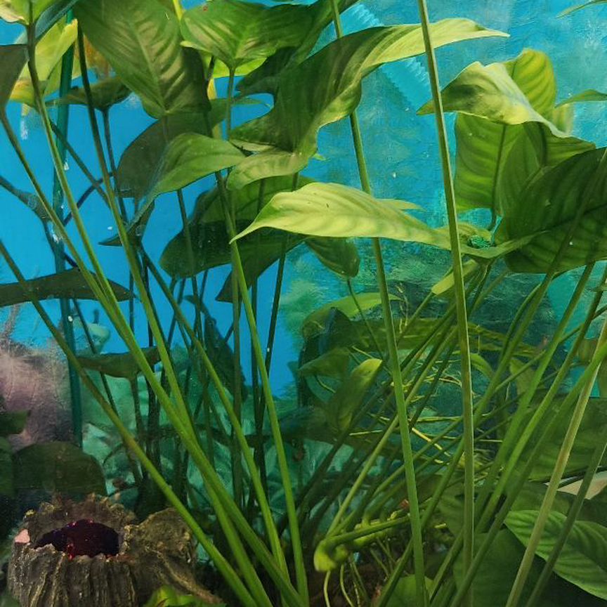 Аквариумное растение