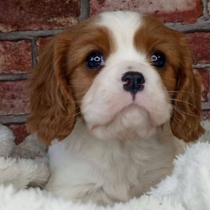 Кавалер кинг-чарльз-спаниель, щенок