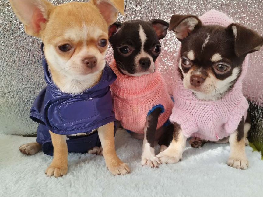 Чихуахуашечки девчушечки