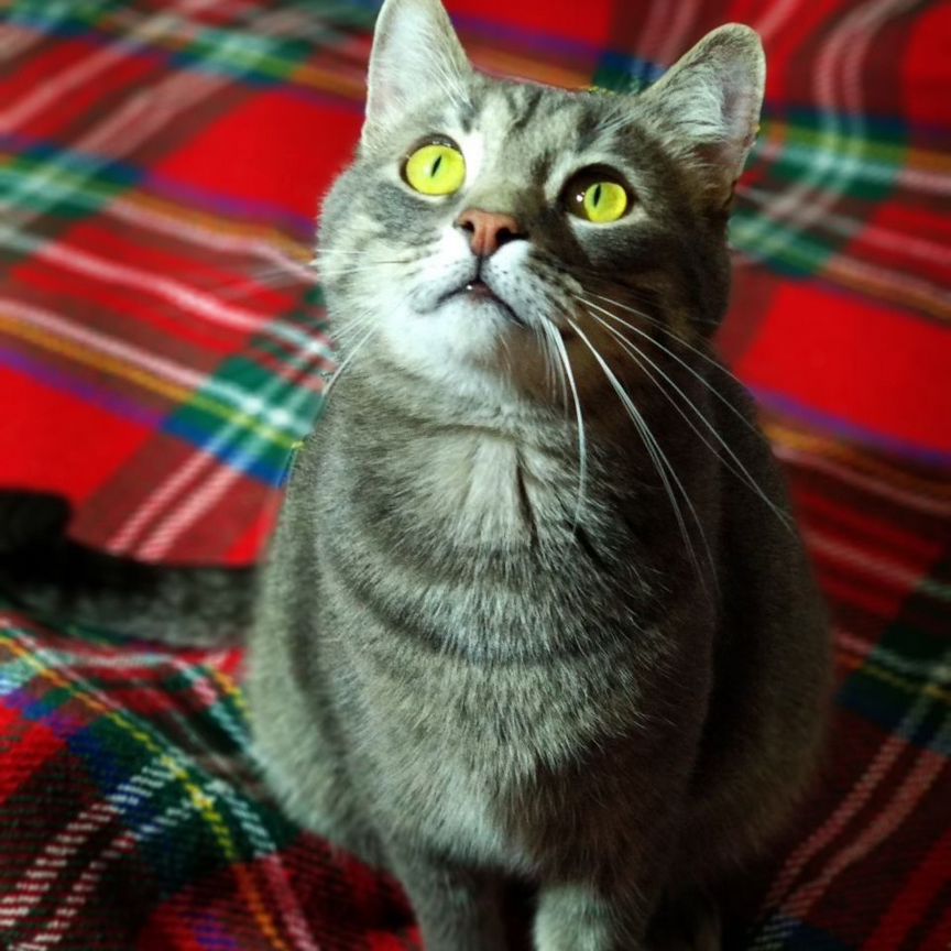 Котик Бенджамин ищет дом