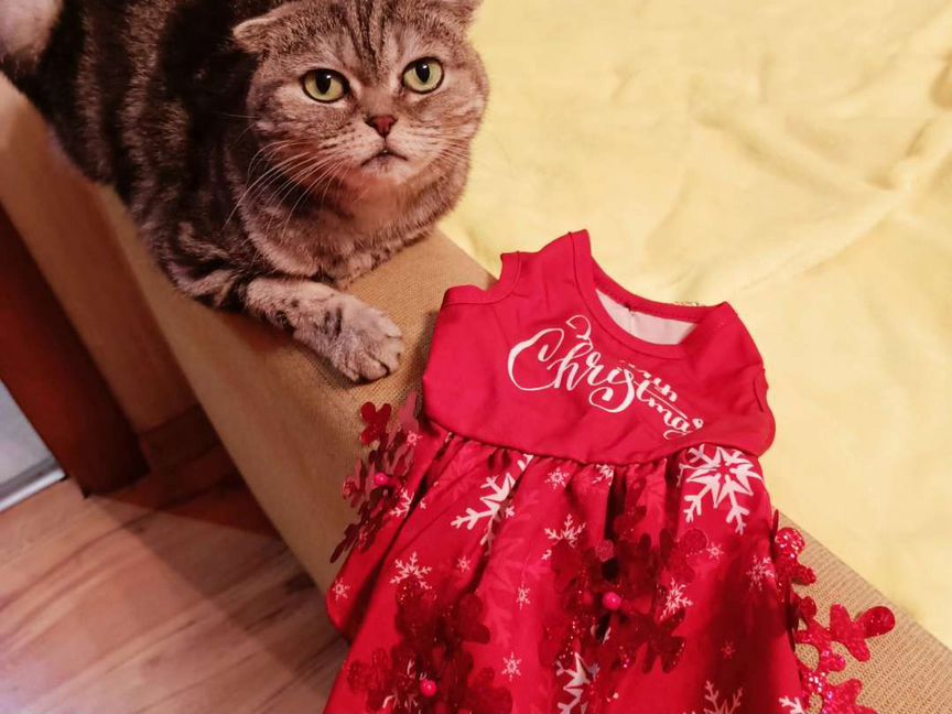 Новогоднее платье для кошки
