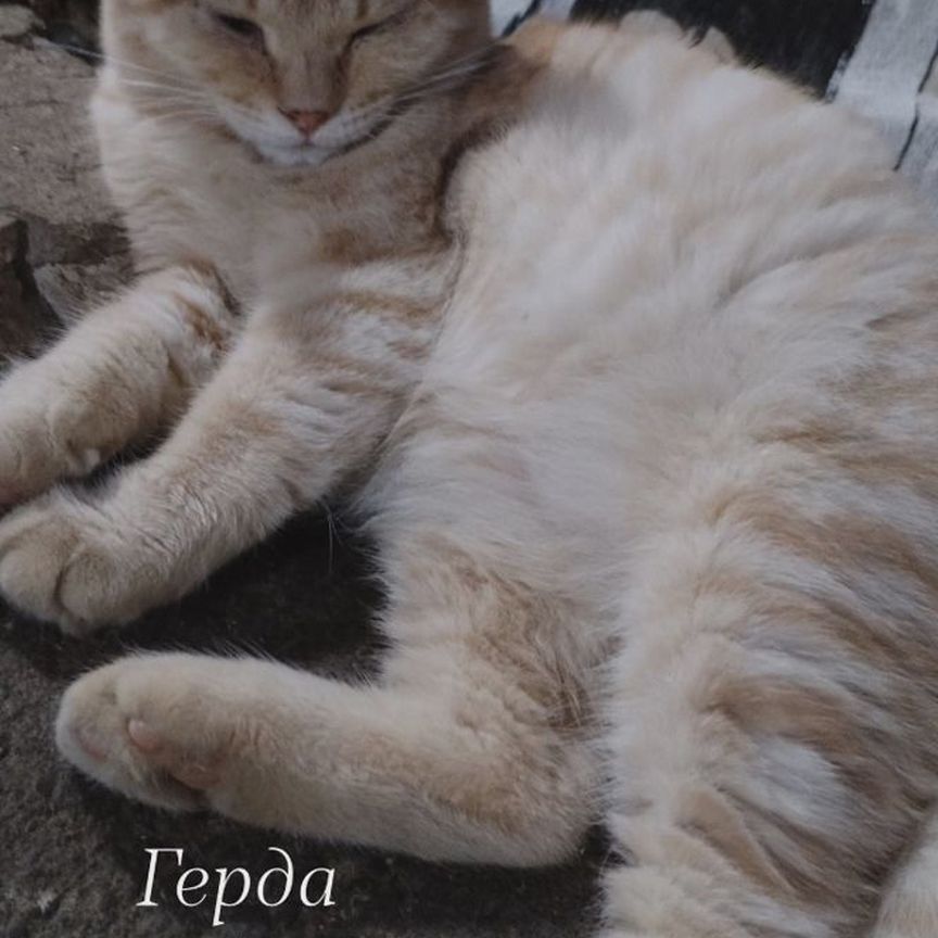 Котята в добрые руки бесплатно